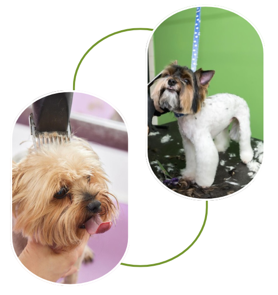 Pet Grooming | Happiest Pet Spa